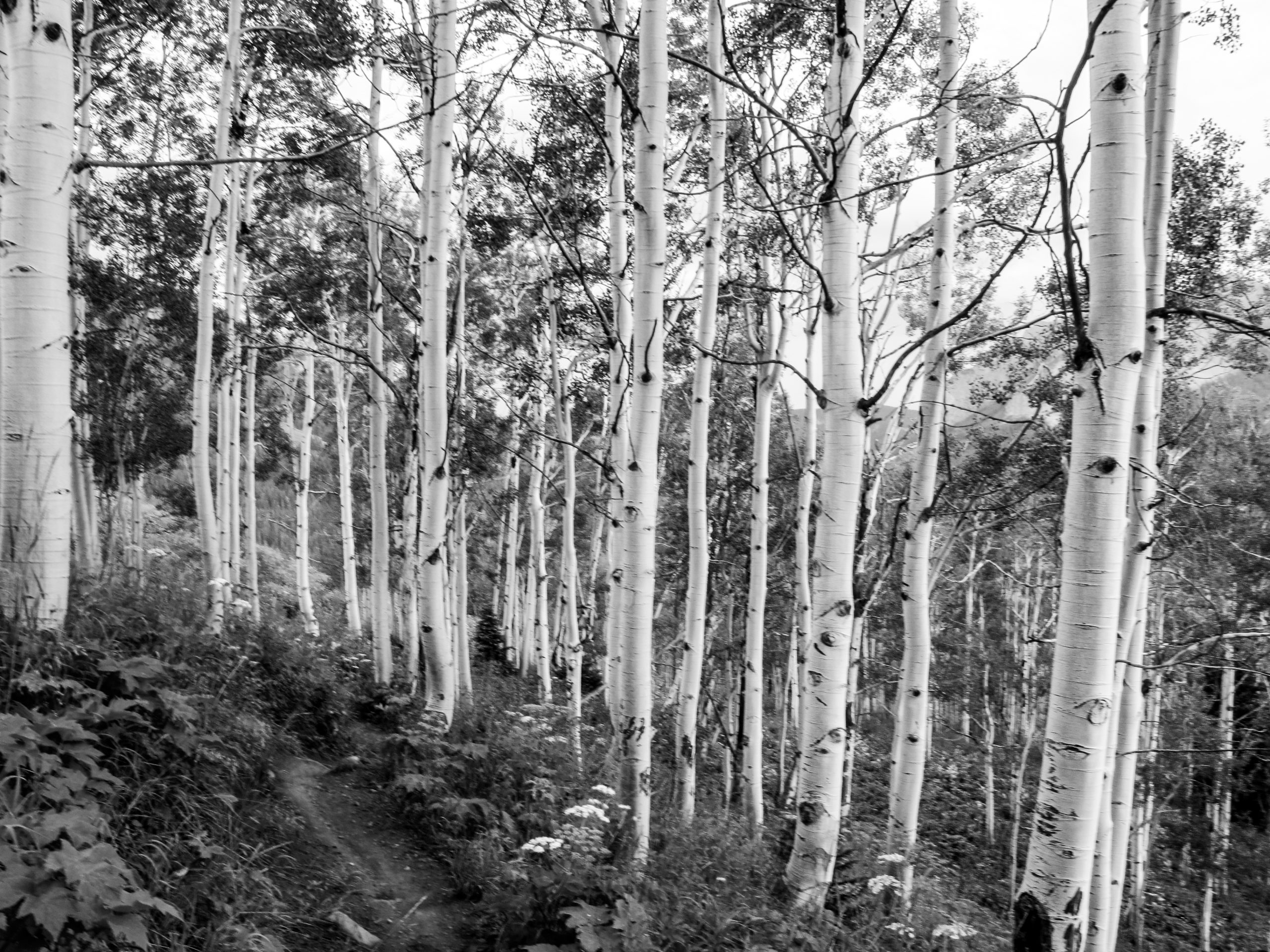 Home - Susanne Merbold